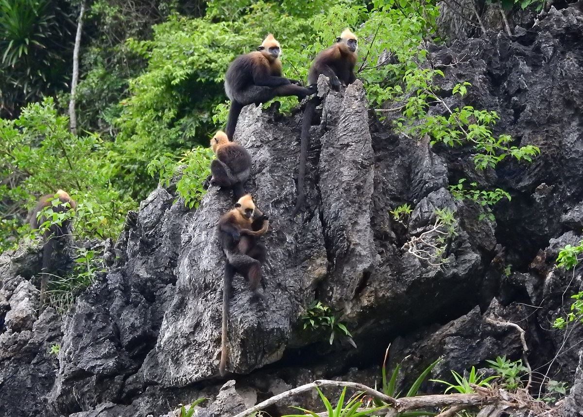 Cat Ba Langur